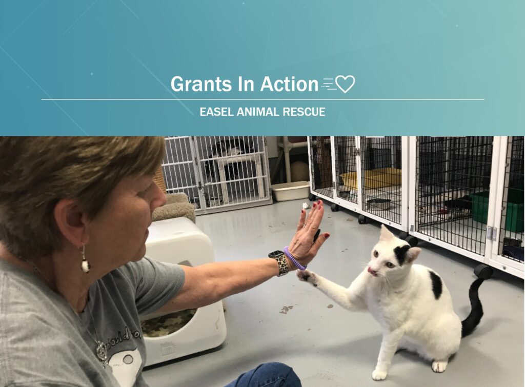 Giving Cats & Dogs a Second Chance with EASEL Animal Rescue | NPTrust